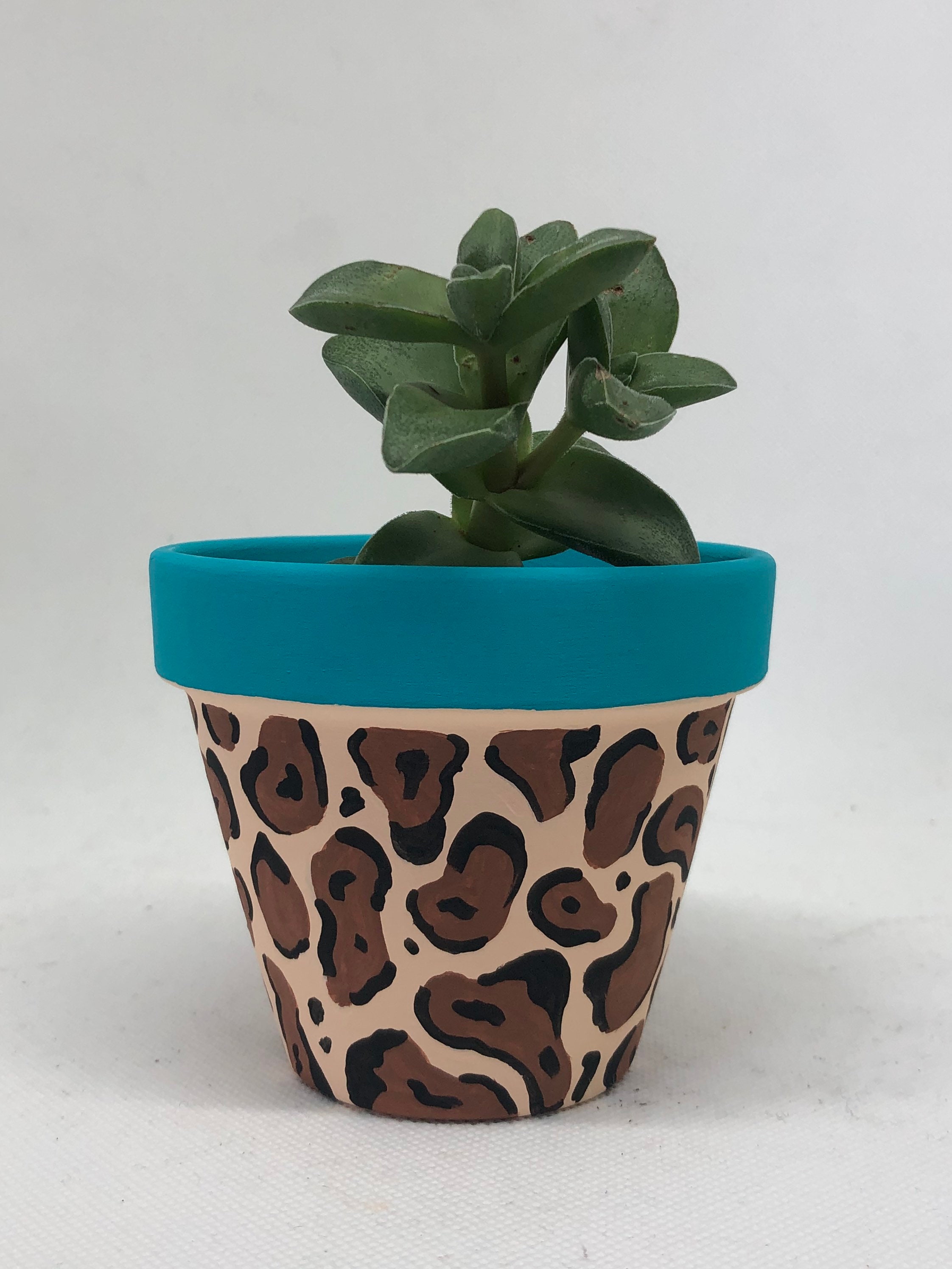 Leopard Print Hand Painted Terracotta Plant Pot | Etsy