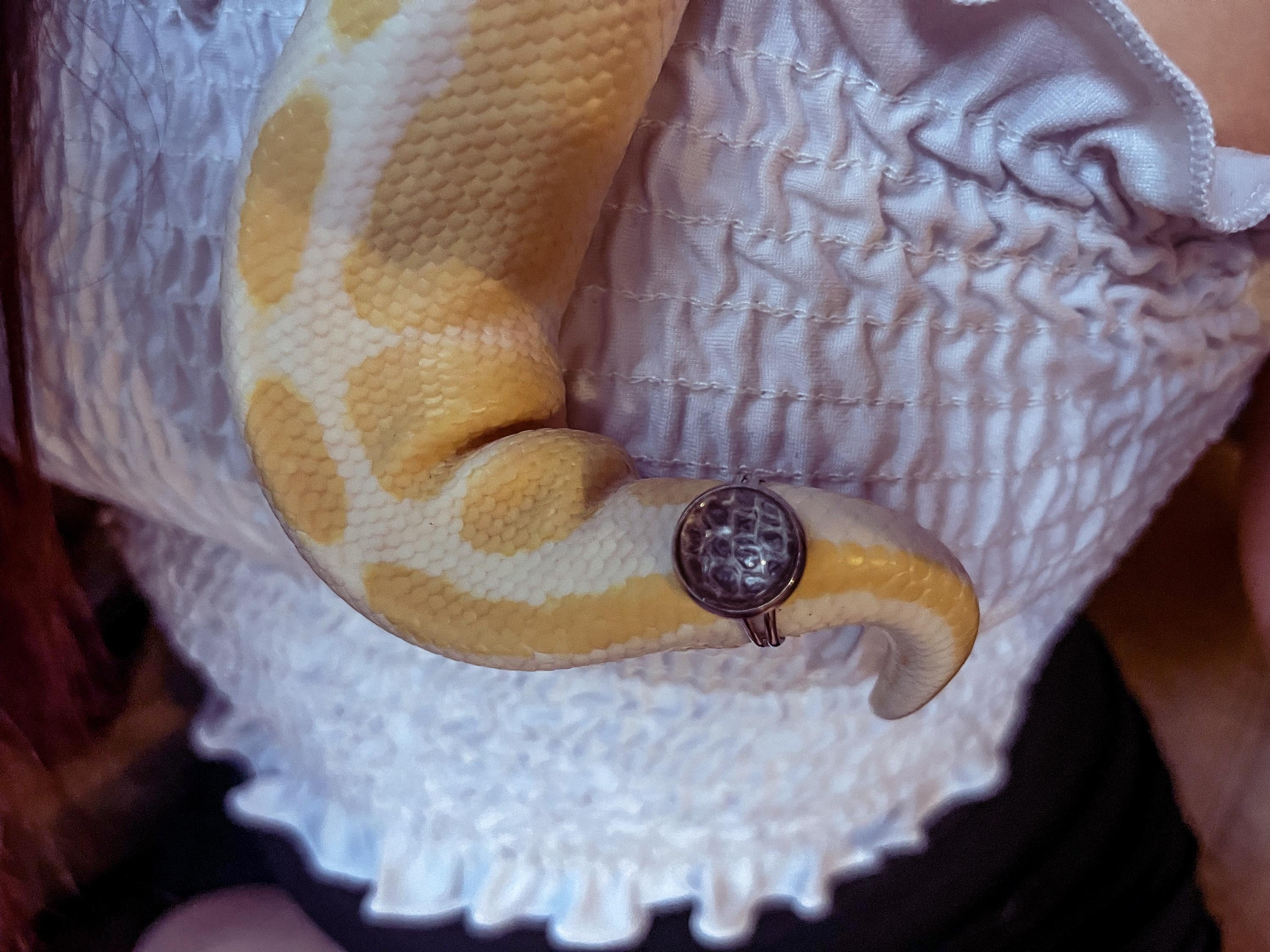 Snakeskin Rings (real Ball Python Snake Shed) | Unique | Handmade ...