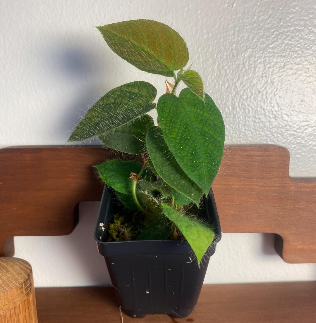 2in Pot Ficus Villosa - Etsy