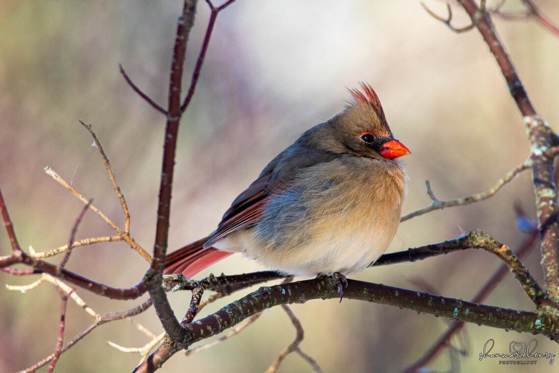 Northern Cardinal - Photography Prints - Wall Art - Nature Photography ...