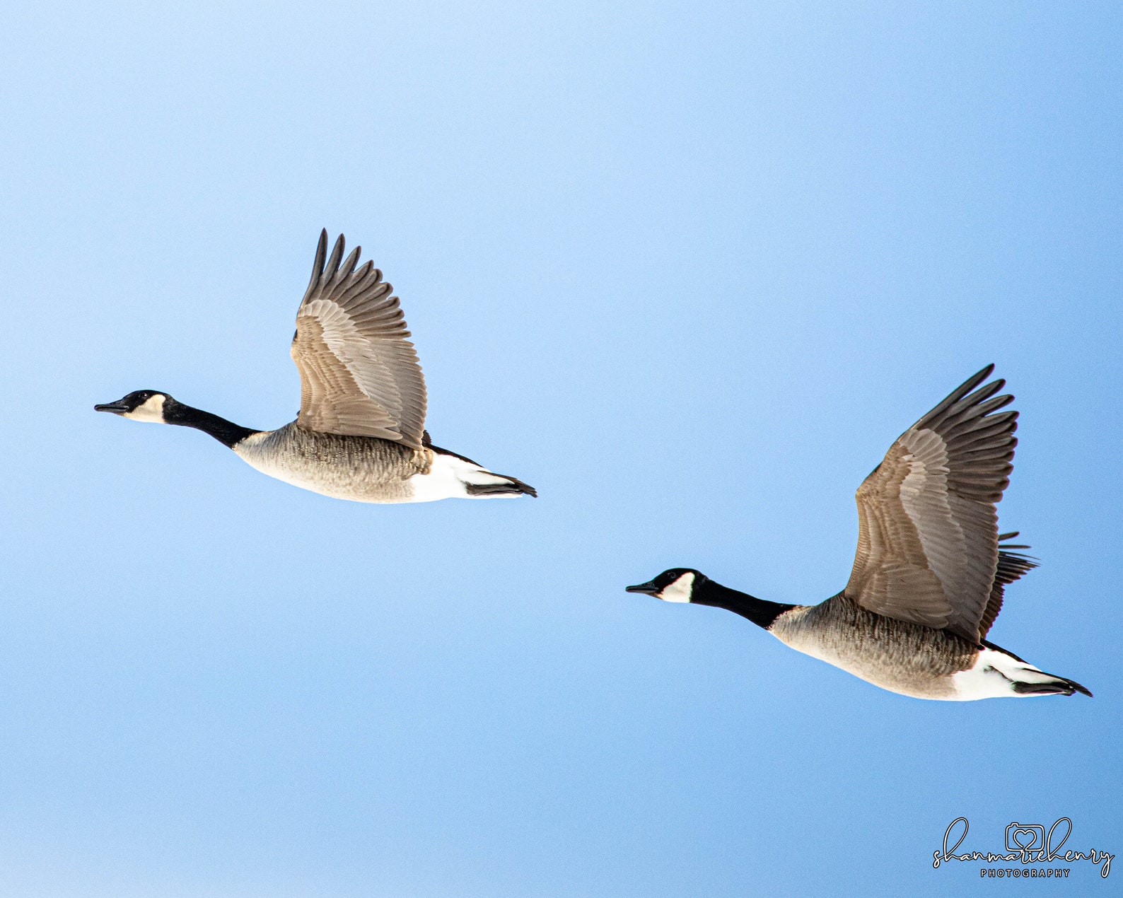 Canadian Geese - Photography Prints - Wall Art - Nature Photography ...