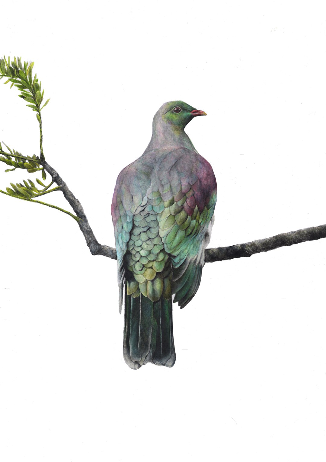 Kereru Limited Edition Print - Etsy UK