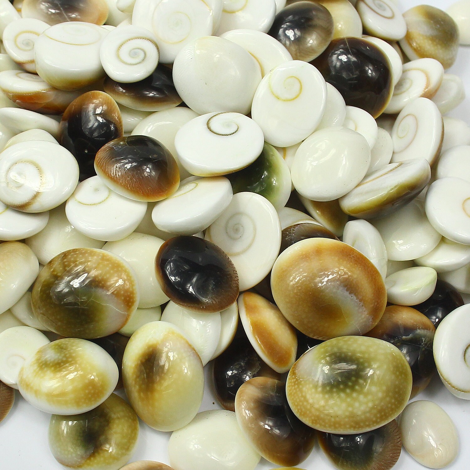 Natural Shiva Eye Shell Shiva Eye Gemstone Natural Shiva | Etsy