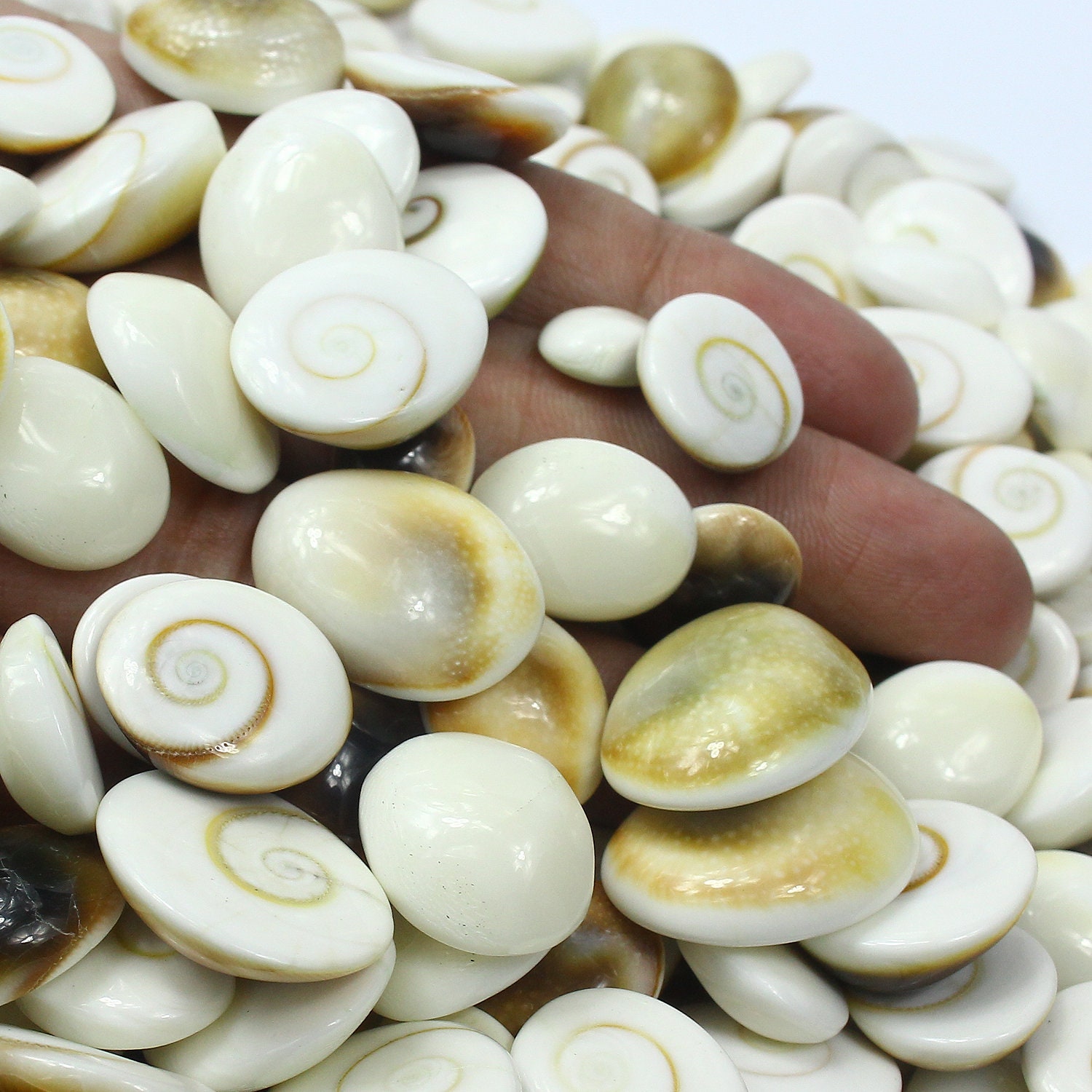 Natural Shiva Eye Shell Shiva Eye Gemstone Natural Shiva | Etsy