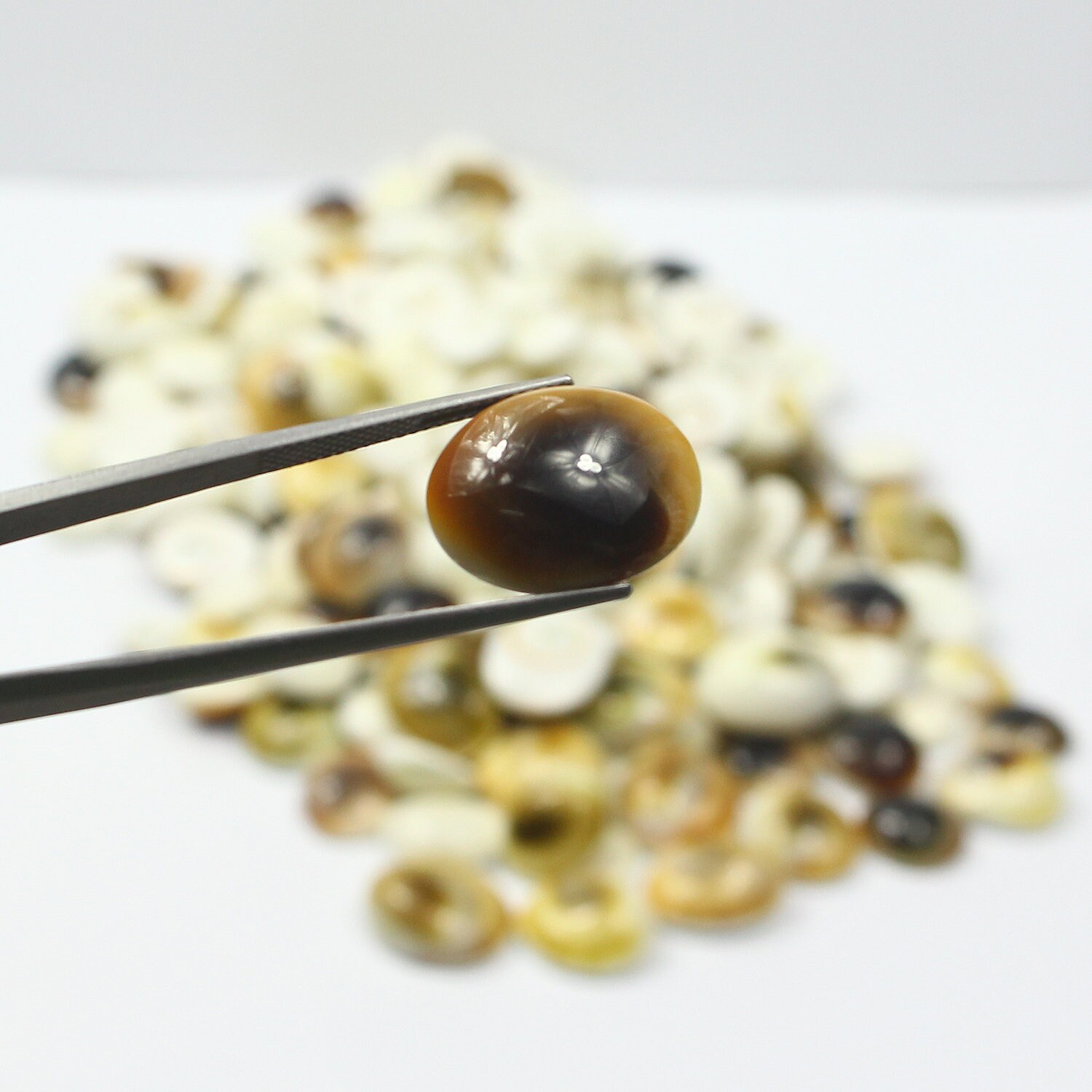 Natural Shiva Eye Shell Shiva Eye Gemstone Natural Shiva | Etsy