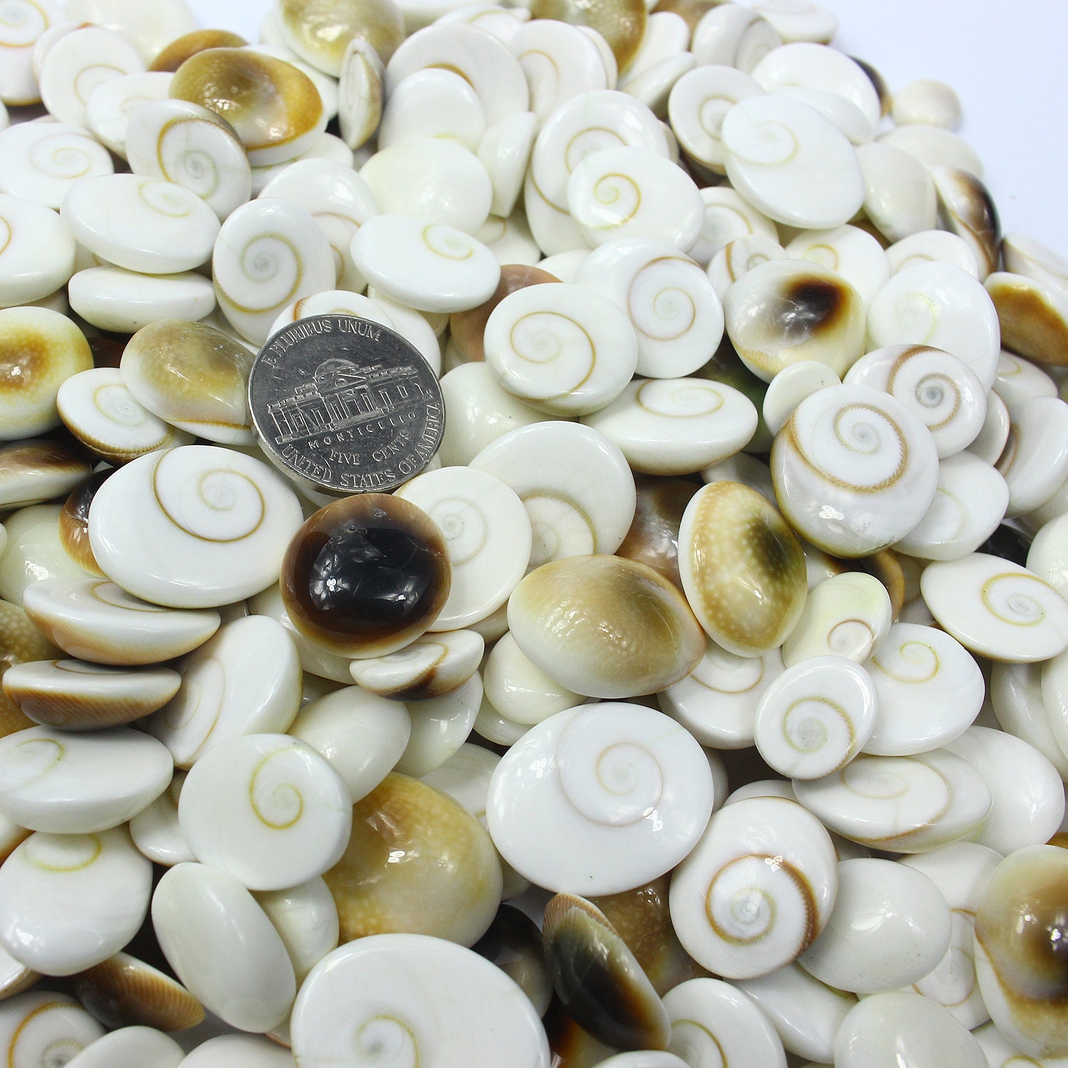 Natural Shiva Eye Shell Shiva Eye Gemstone Natural Shiva - Etsy