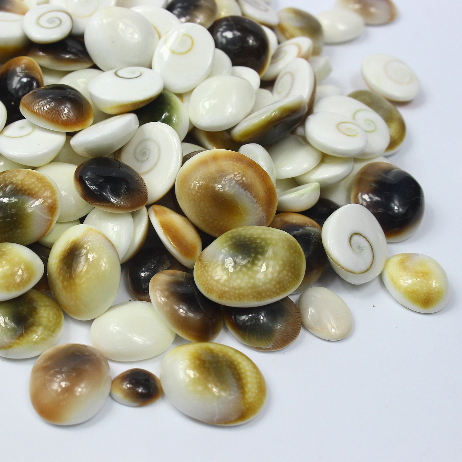 Natural Shiva Eye Shell Shiva Eye Gemstone Natural Shiva - Etsy UK