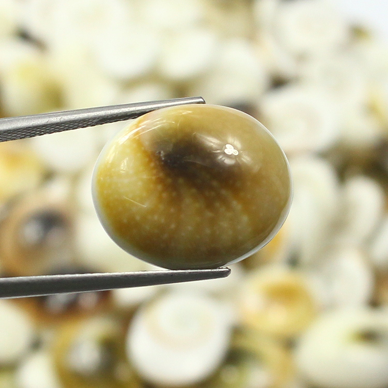 Natural Shiva Eye Shell Shiva Eye Gemstone Natural Shiva | Etsy