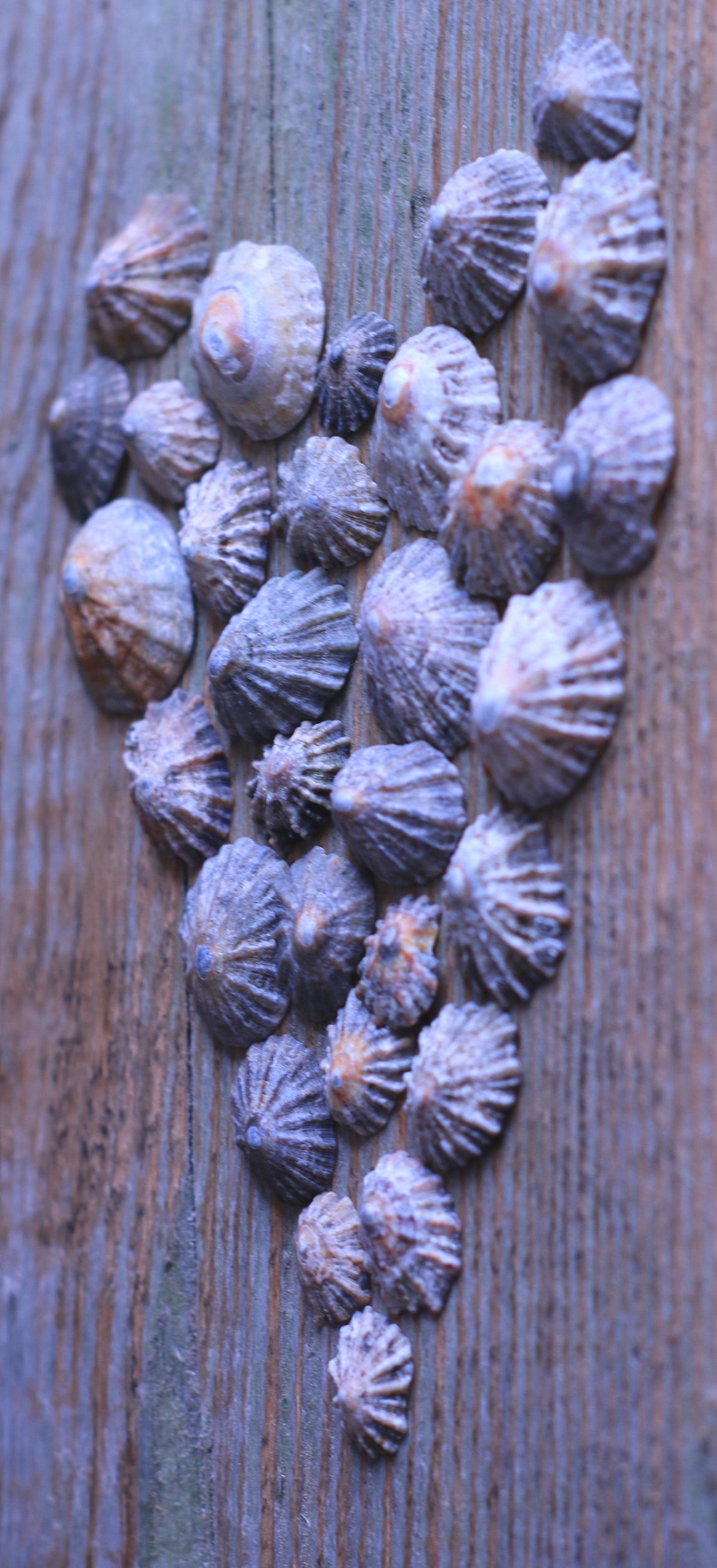 Packs. Sea Shells, Barnacles, Artists, Mosaic Making, Mobiles - Etsy