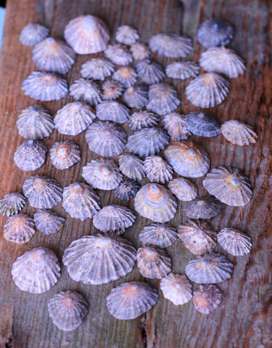 Packs. Sea Shells, Barnacles, Artists, Mosaic Making, Mobiles - Etsy