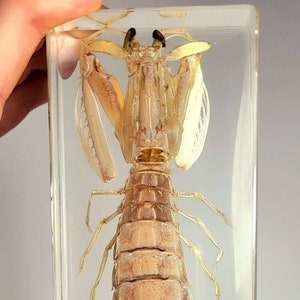 Real Mantis Shrimp in Clear Lucite Resin 140mm Preserved Oratosquilla ...