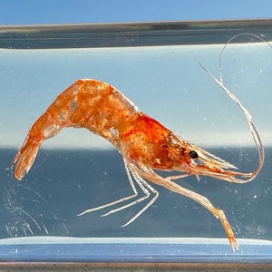 Real Shrimp in Clear Lucite Resin 44mm Preserved Oriental Freshwater ...