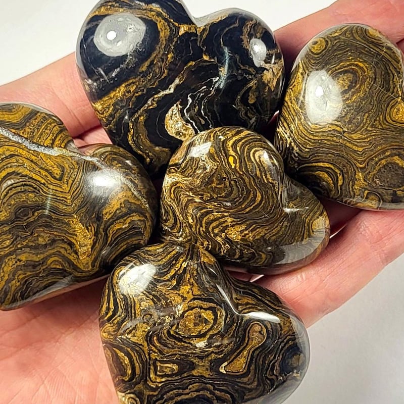 Polished Stromatolite - Etsy