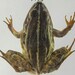 Real Frog in Clear Lucite Resin Paperweight 74mm Preserved Taxidermy ...
