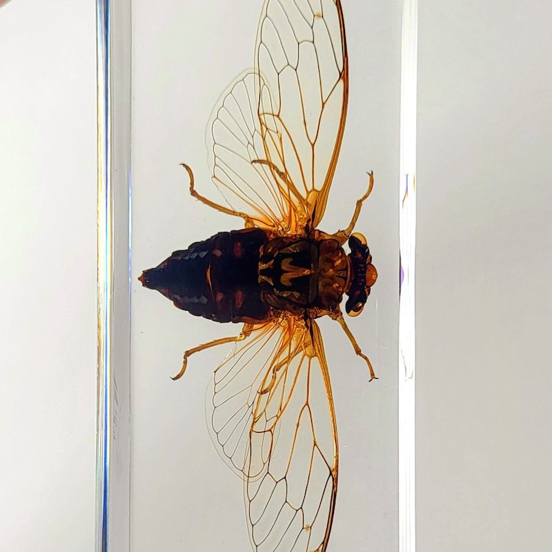 Cicada Wings - Etsy