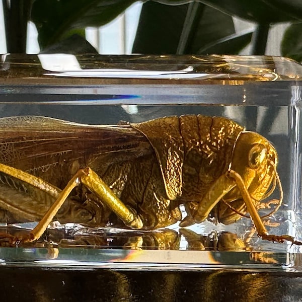 Insect Collection - Etsy