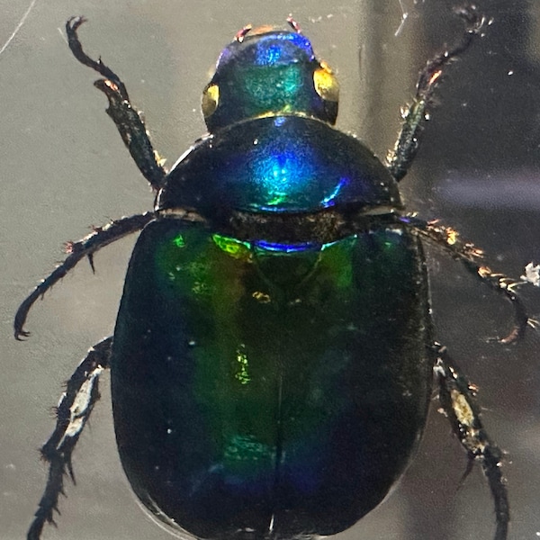 Real Scarab - Etsy