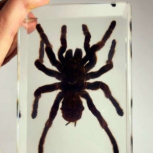 Huge Real Tarantula Spider in Clear Lucite Resin 134mm Halloween ...