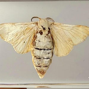 silkworm moth wings