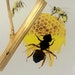 Real Honey Bee Honeybee W/ Decoration in Clear Lucite Resin 40mm Cube ...