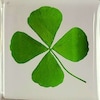 Real Four Leaf Clover Shamrock in Crystal Clear Lucite Resin 38x38mm St ...