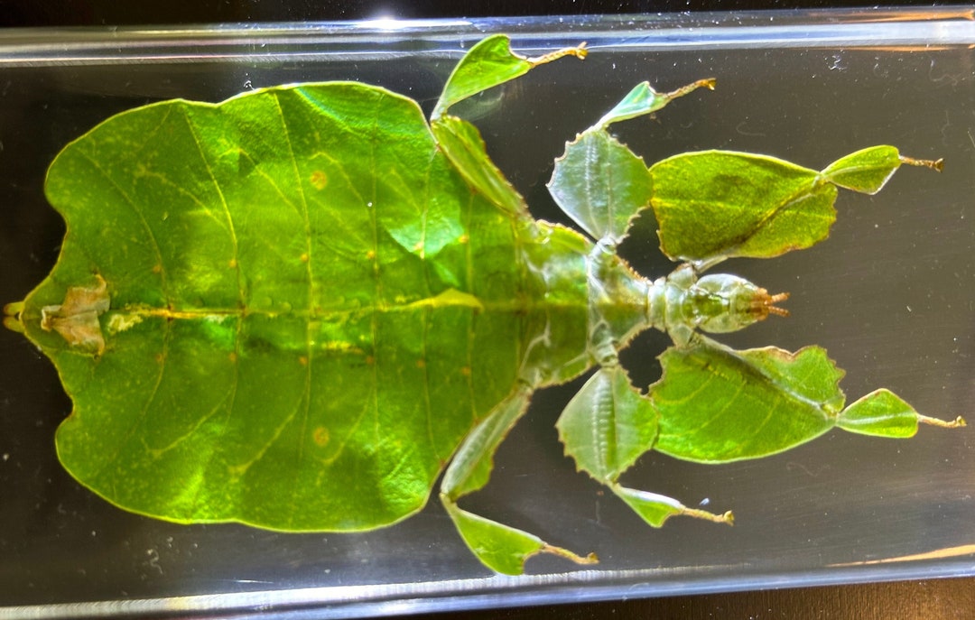 Real Giant Leaf Insect in Clear Lucite Resin 140mm Preserved ...