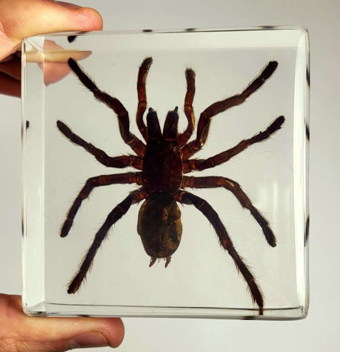 Real Tarantula Selenocosmia Huwena Spider in Clear Lucite Resin Square ...