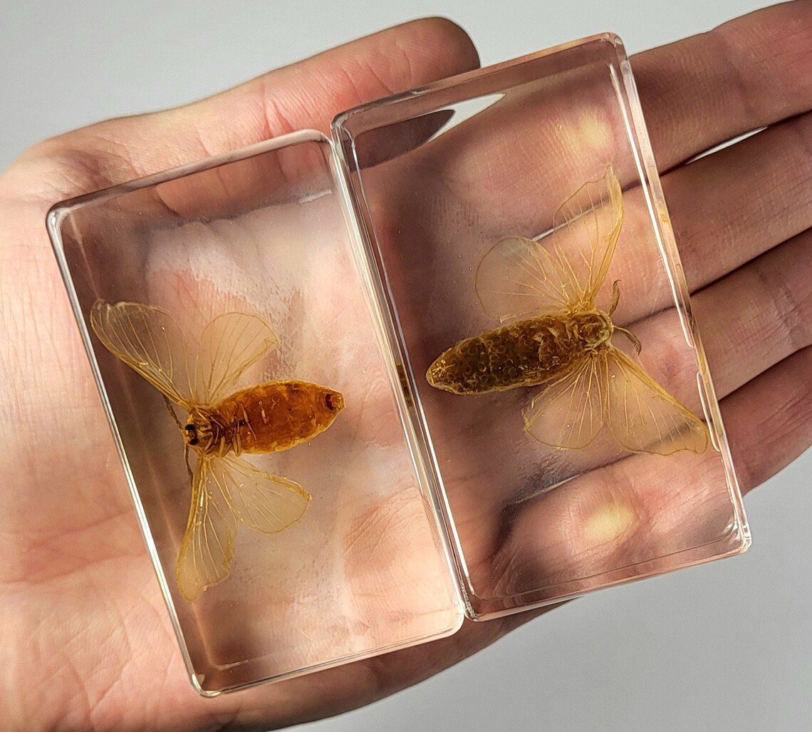 Real Silkworm Moth in Clear Lucite Resin 72mm Preserved Taxidermy ...