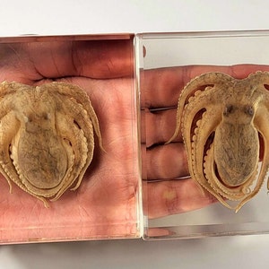 Real Octopus in Clear Lucite Resin 94mm Preserved Sea Marine Mollusc ...