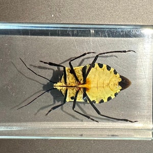 Real Man-faced Stink Bug in Clear Lucite Resin 73mm Preserved ...
