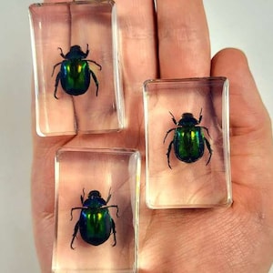 Real Colorful Scarab Beetle in Clear Lucite Resin 44mm Preserved ...