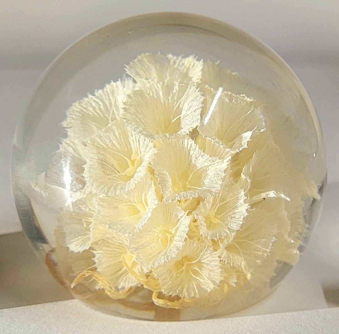 Real White Windmill Fruit Starflower Pincushion in 60mm Clear Lucite ...