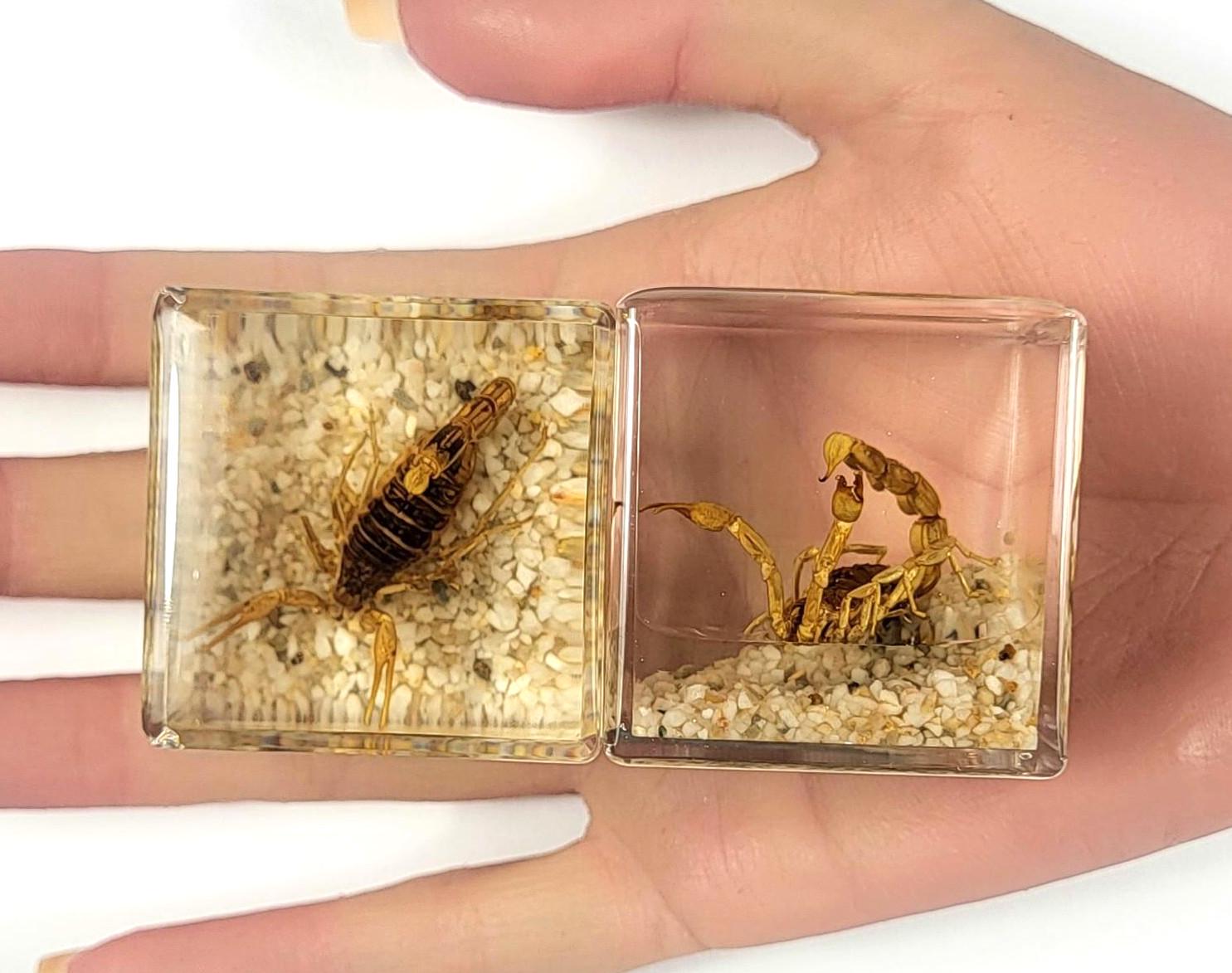 Real Golden Scorpion on Stone Pebbles in Clear Lucite Resin 40mm Cube ...
