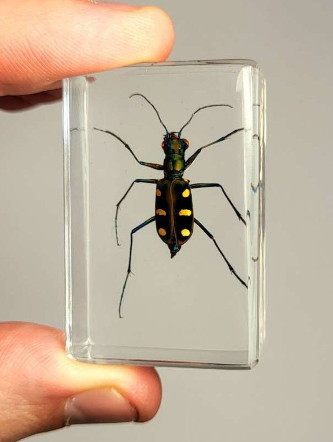 Real Indonesian Tiger Beetle in Clear Lucite Resin 44x28mm Preserved ...