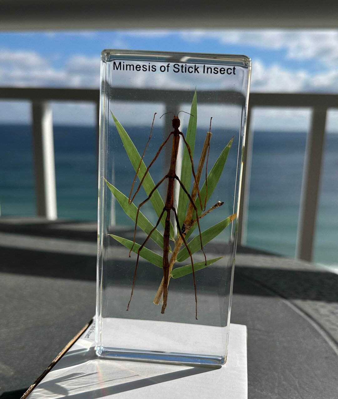 Real Mimesis Stick Insect Phasmatodea Bug in Clear Lucite Resin 140mm ...
