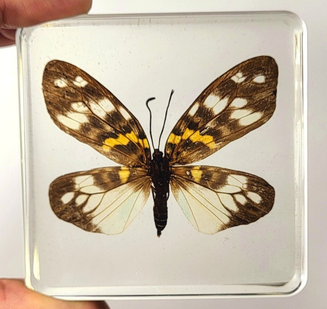 Real Burnet Moth in Clear Lucite Resin Paperweight 75mm Preserved ...