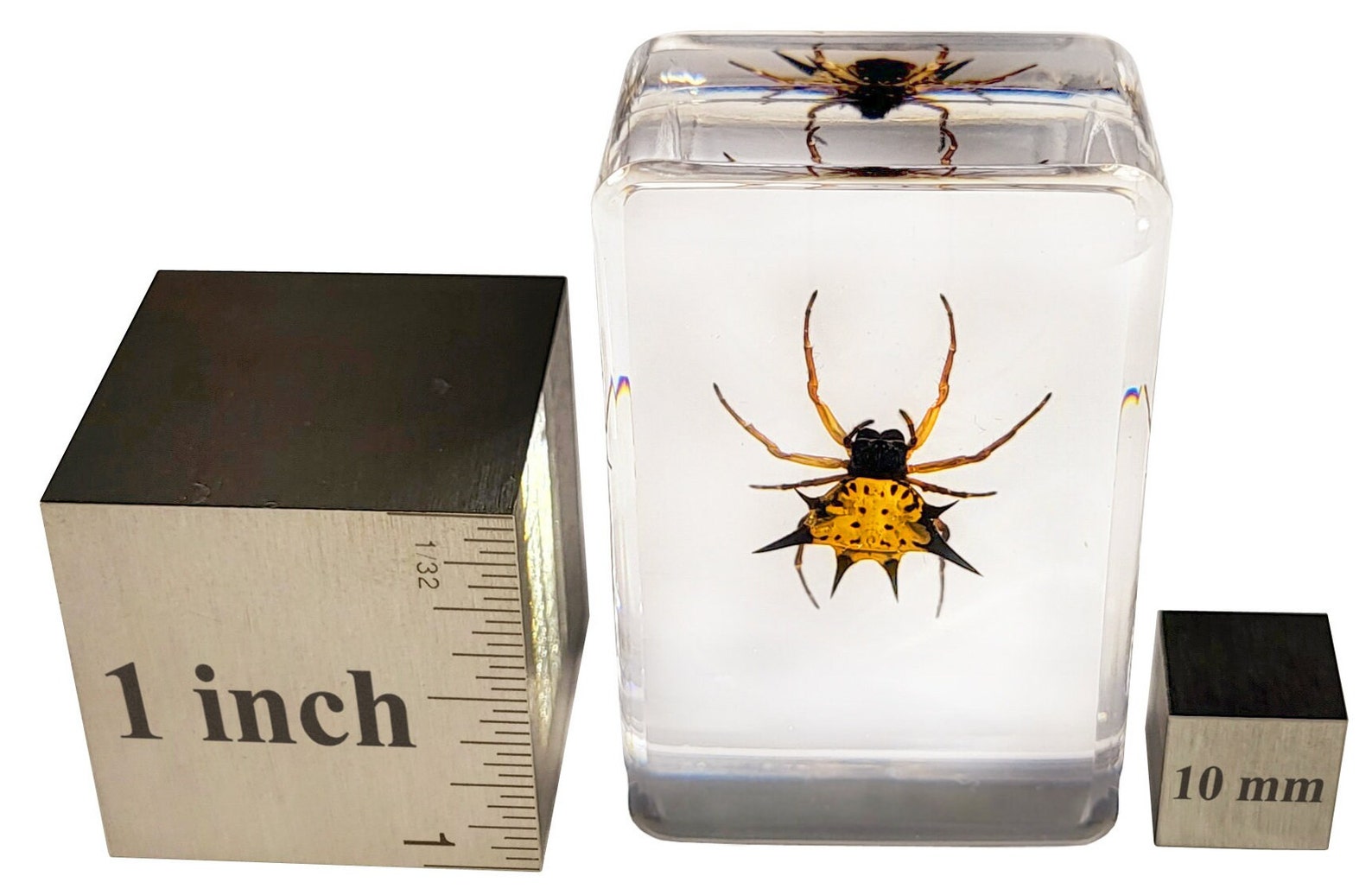 Real Spiny Spider in Clear Lucite Resin 44mm Preserved Taxidermy ...