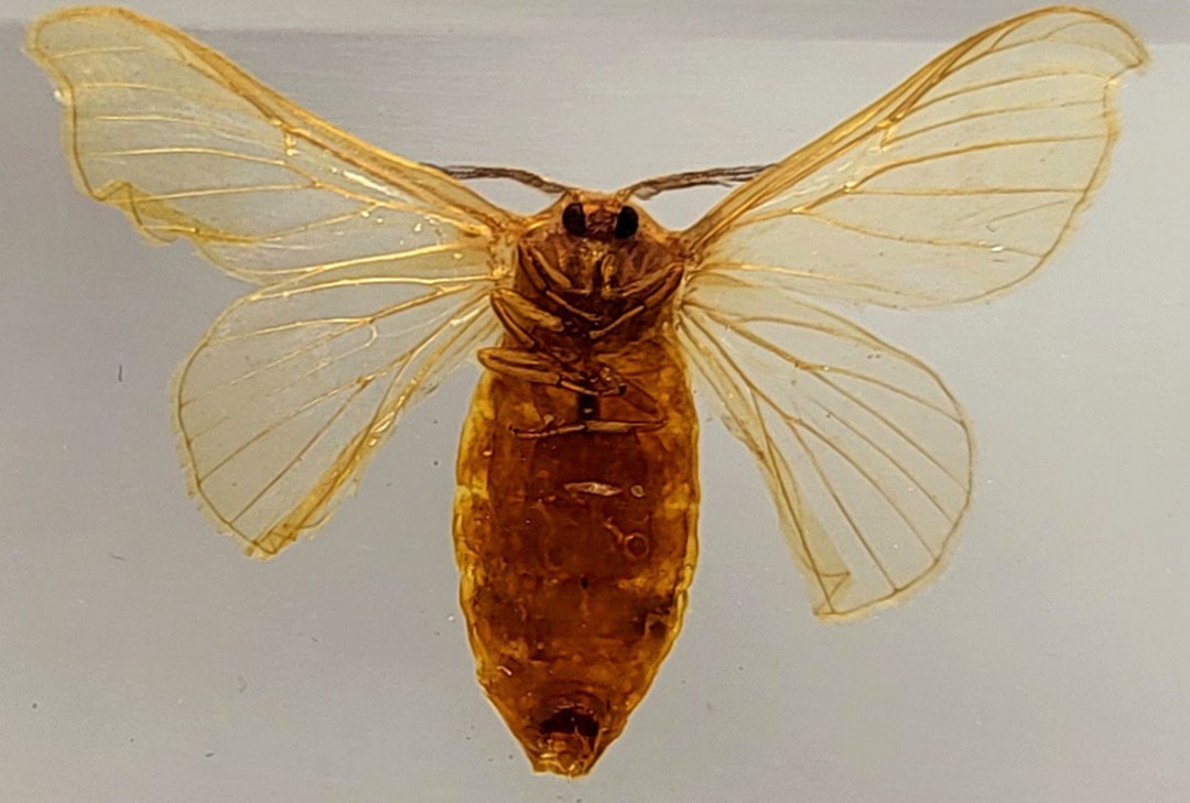 Real Silkworm Moth in Clear Lucite Resin 72mm Preserved Taxidermy ...