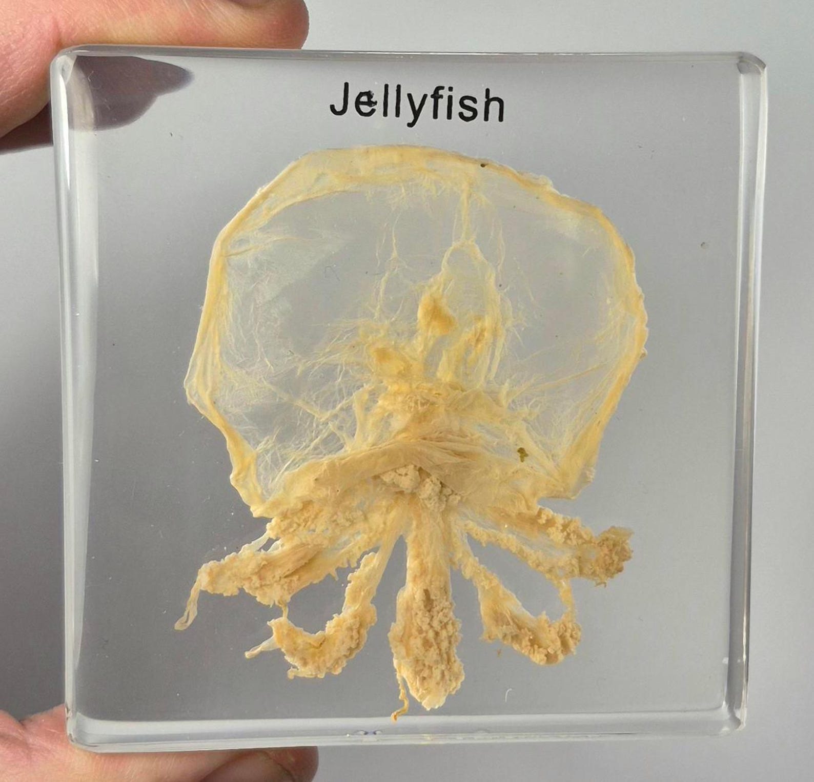 Real Jellyfish in Clear Lucite Resin Specimen 75mm Preserved Sea Marine ...