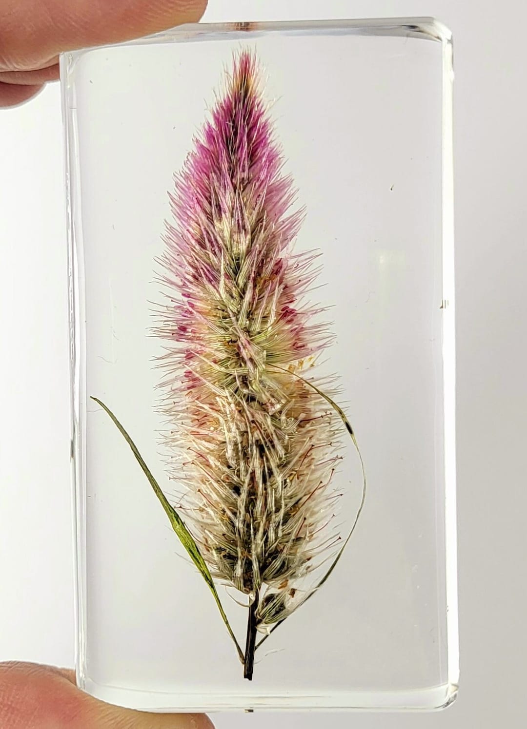 Real Flamingo Feather Wheat Celosia in Clear Lucite Resin 72mm Mother's ...