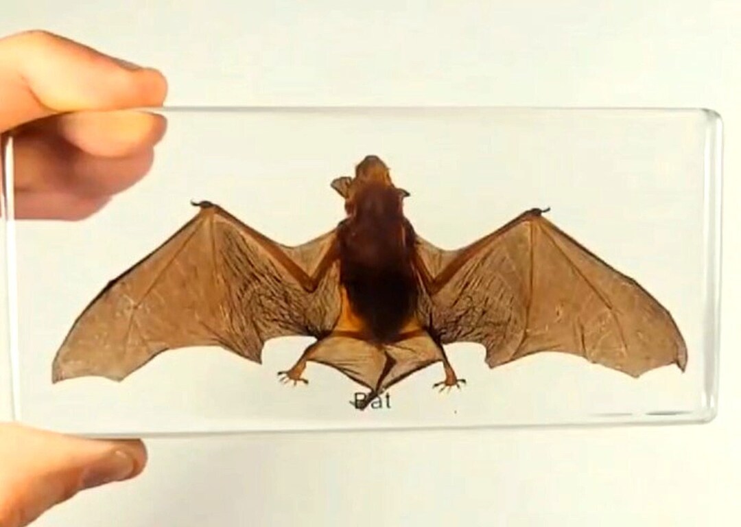 Real Lesser Bamboo Bat in Crystal Clear Lucite Resin 140mm Preserved ...
