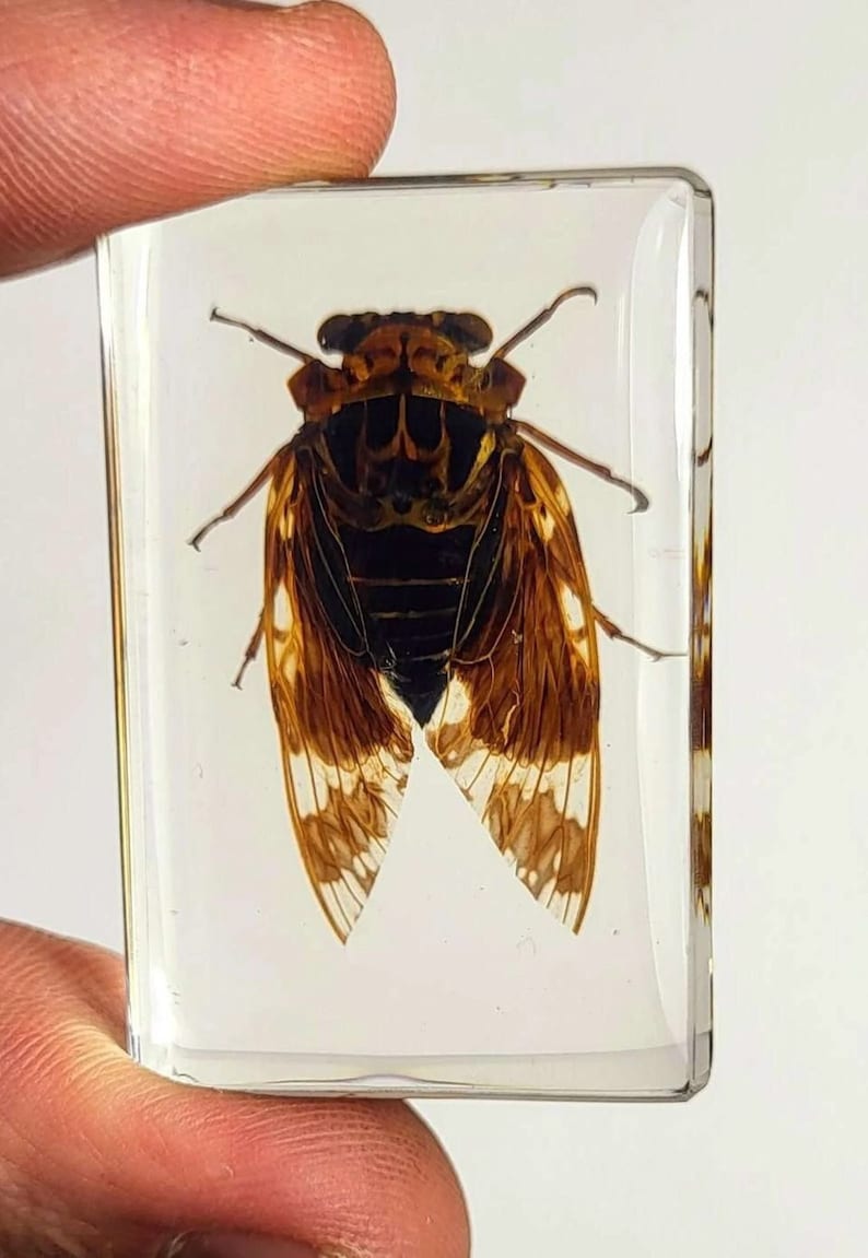 Real Cicada in Clear Lucite Resin, Real Cicada W/ Open Wings, Spotted ...