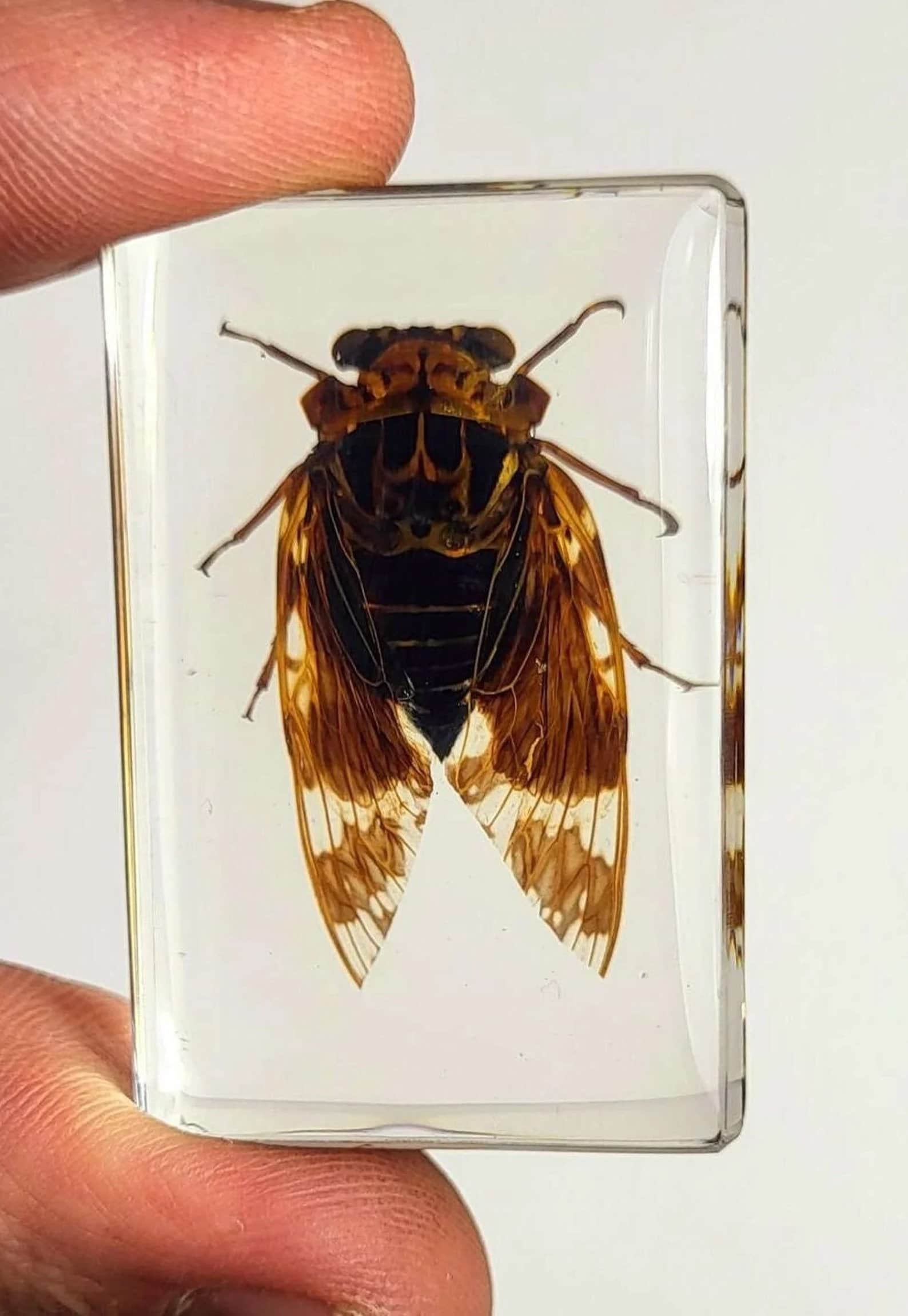 Real Cicada in Clear Lucite Resin, Real Cicada W/ Open Wings, Spotted ...