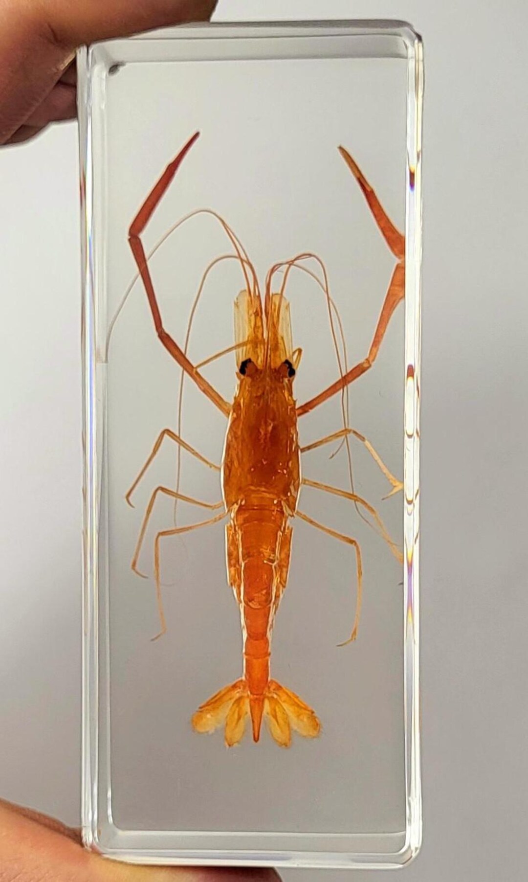 Real Shrimp in Large Clear Lucite Resin 109mm Preserved Oriental ...
