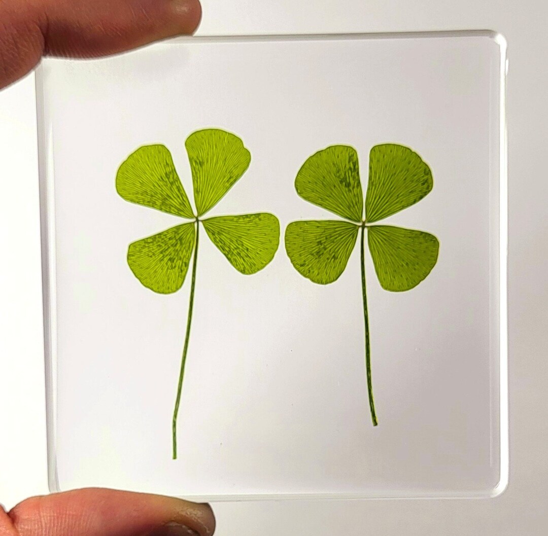 Real Pair Four Leaf Clovers in Crystal Clear Lucite Resin 74mm St ...