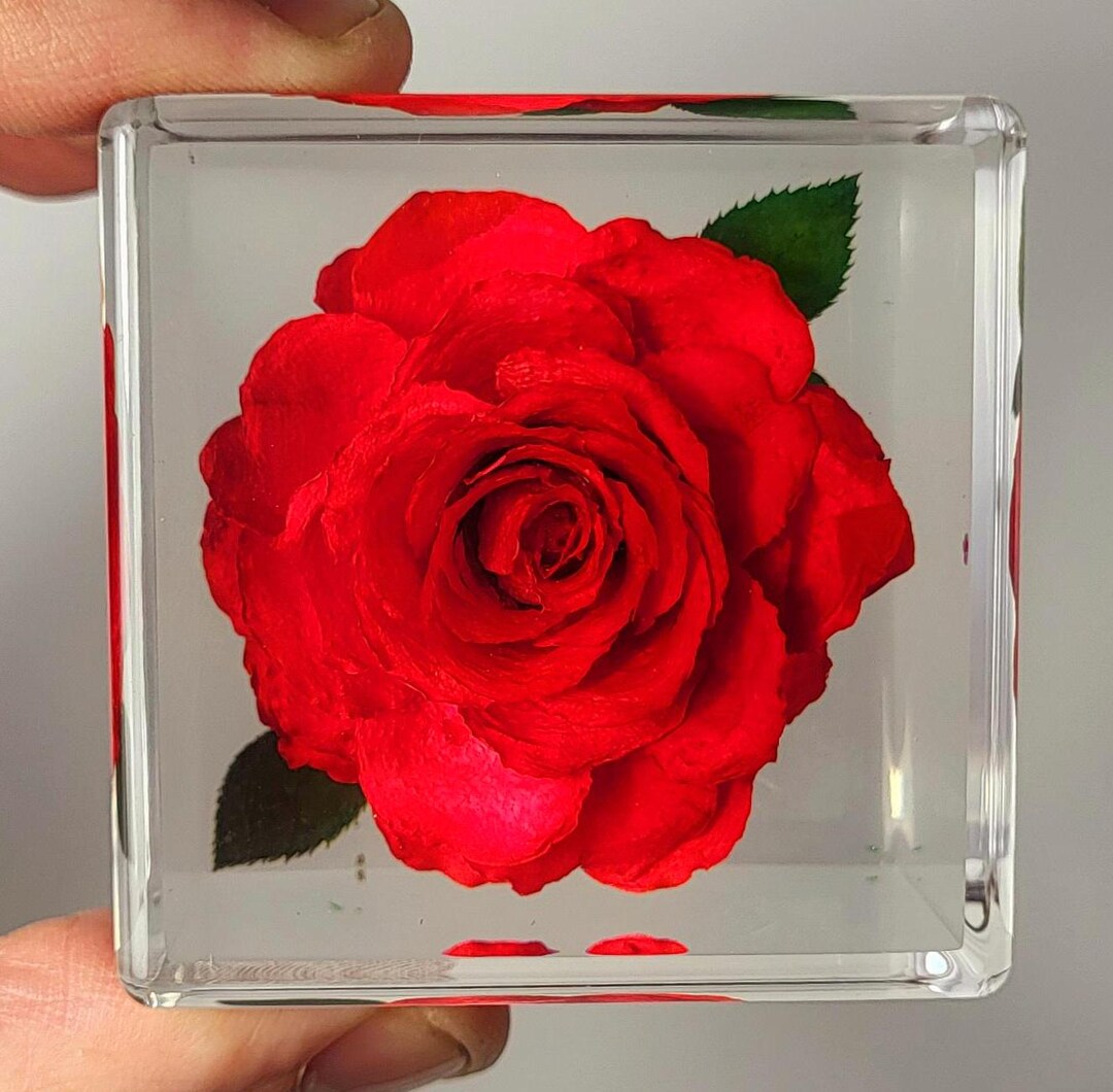 Real Red Rose June Birth Month Flower in Clear Lucite Resin Cube 50mm ...