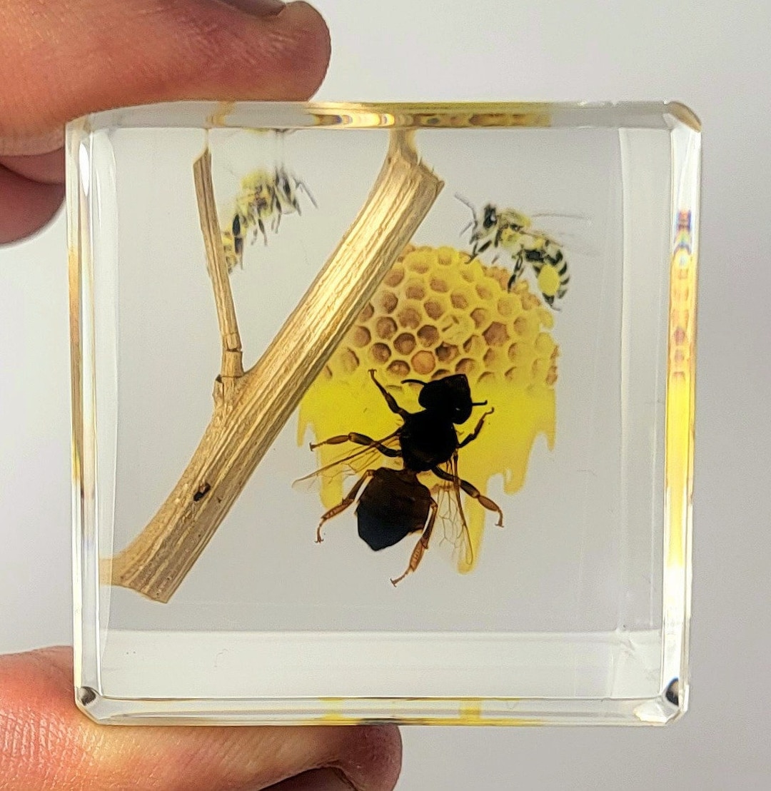 Real Honey Bee Honeybee W/ Decoration in Clear Lucite Resin 40mm Cube ...