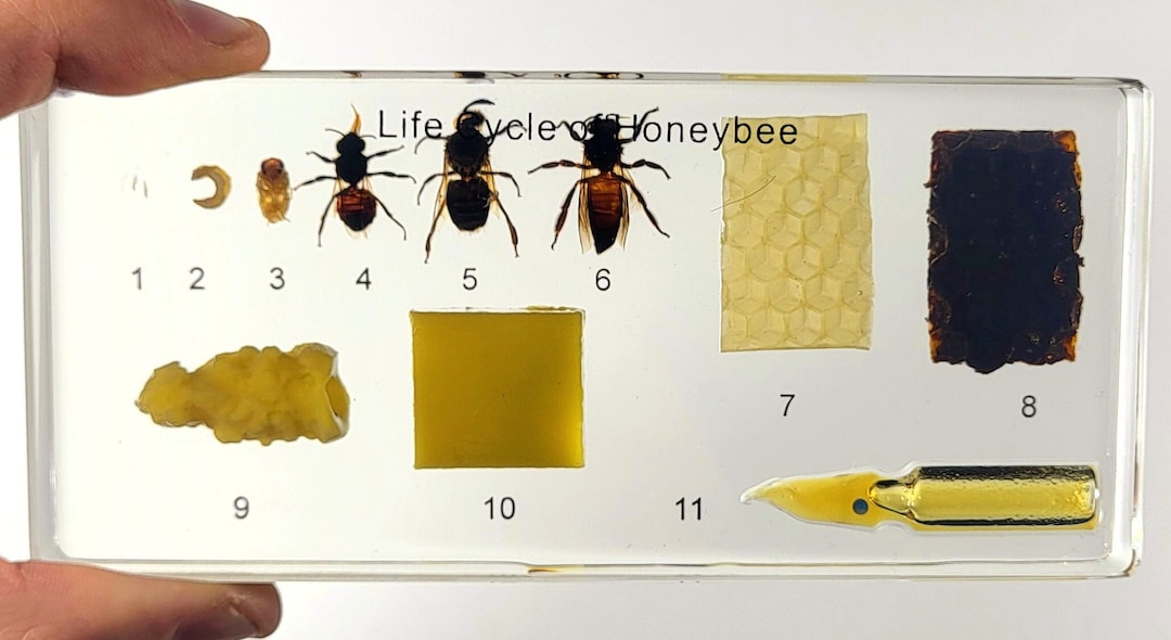 Lifecycle of a Honey Bee in 139mm Clear Lucite Resin Paperweight ...