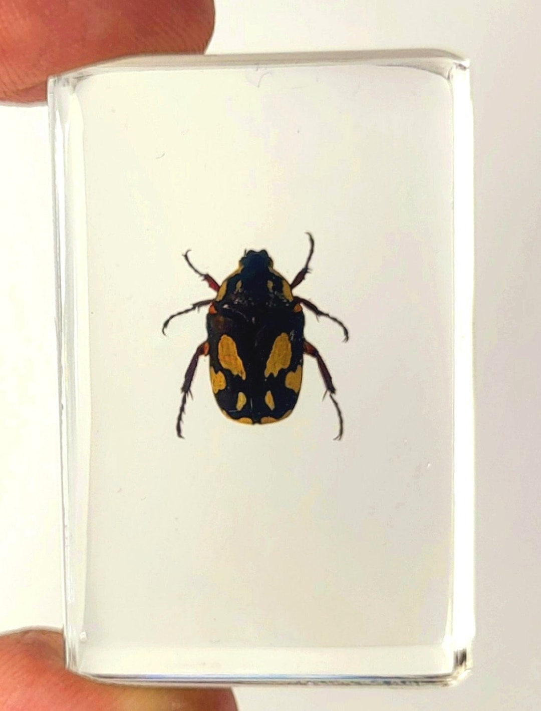 Real Golden Spotted Chafer Scarab Beetle in Clear Lucite Resin 44mm ...