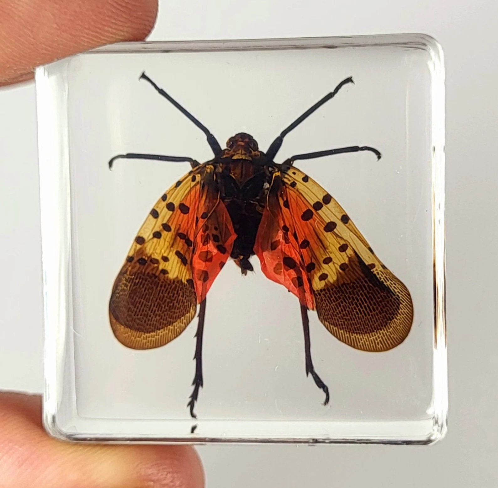 Real Cicada in Clear Lucite Resin, Real Cicada W/ Open Wings, Spotted ...
